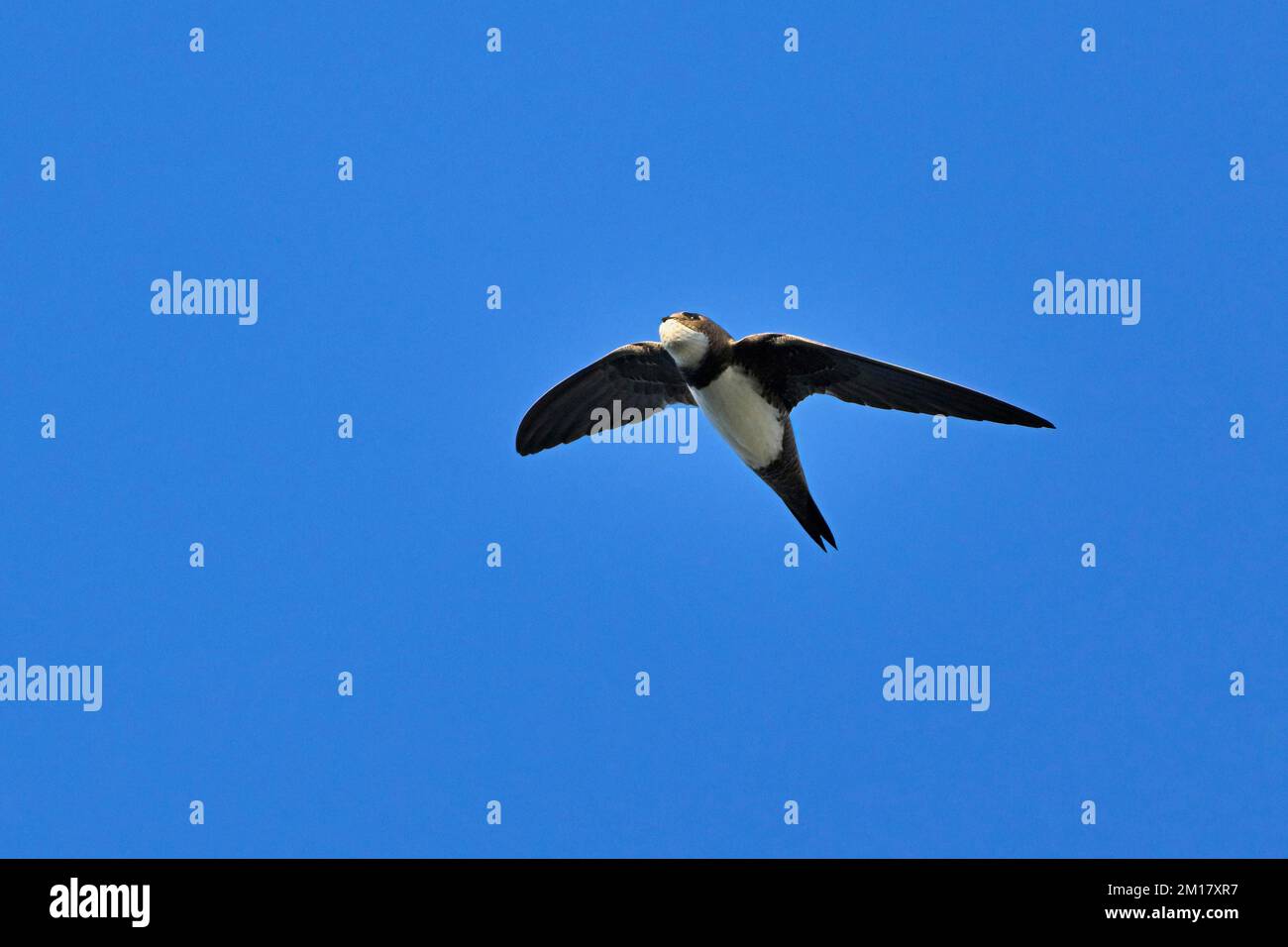 Alpine swift (Apus melba), adult, in flight, Switzerland, Europe Stock ...