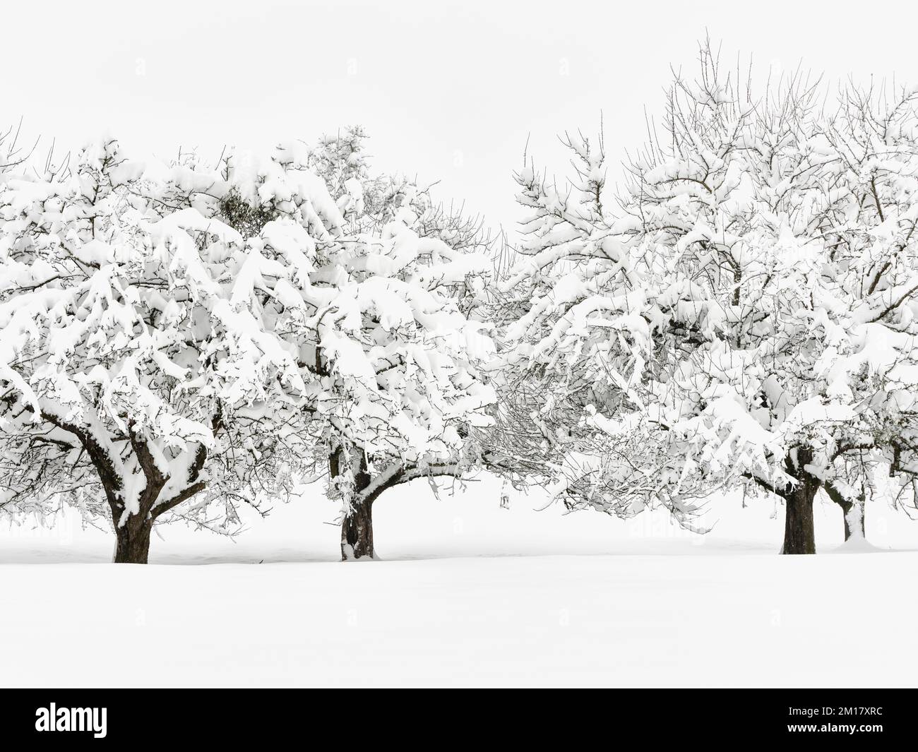 Winter Landscape, Deep Snow Fruit Trees, Canton Zug, Switzerland ...