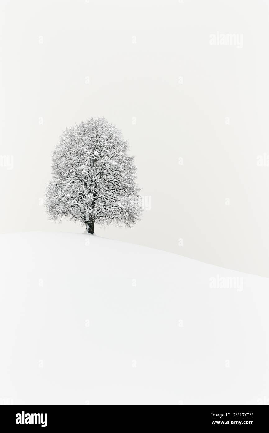 Winter landscape, Deep snow-covered lime tree (Tilia), Canton Zurich ...