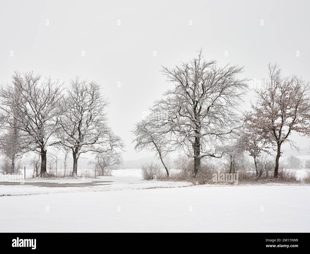 Winter landscape, tree avenue of english oaks (Quercus robur) (synonym ...