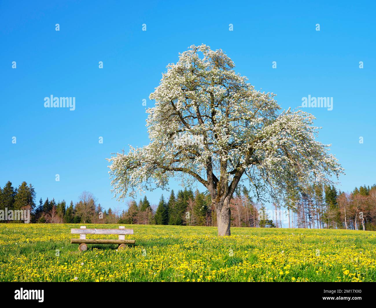 Bench in front of a flowering pear (Pyrus), Lindenberg, Canton Aargau ...
