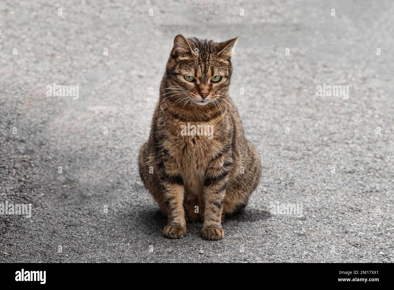 Portrait of a tabby cat sitting outside Stock Photo - Alamy