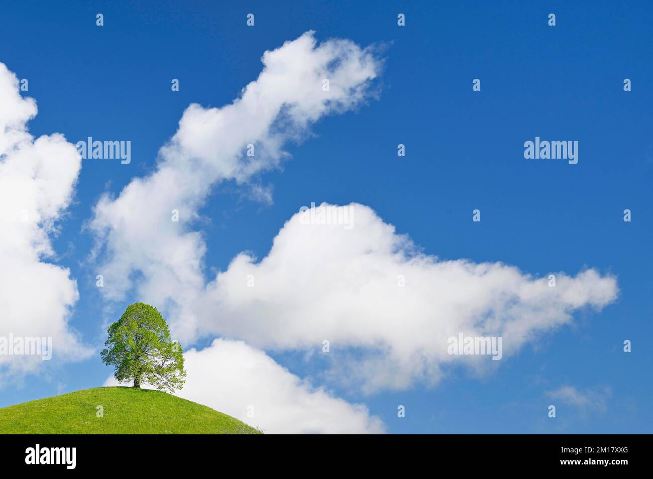Tree cloud formation lime hi-res stock photography and images - Alamy