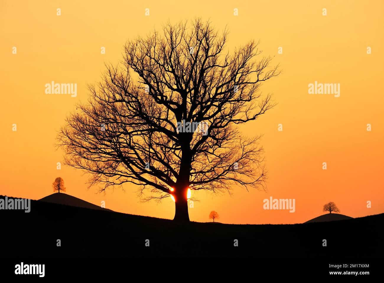 Silhouettes of an oak tree (Quercus), and lime trees (Tilia), in ...