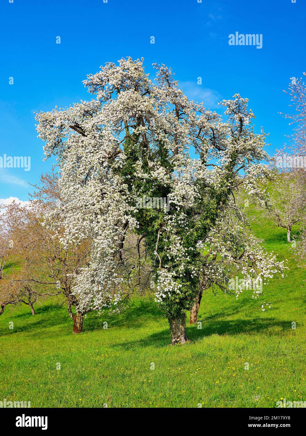 Pear tree flowering switzerland hi-res stock photography and images - Alamy