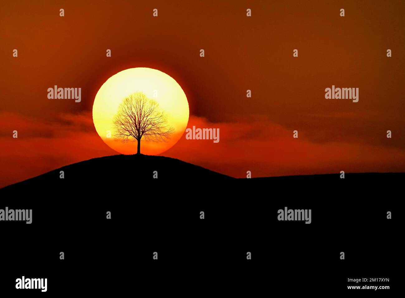 Sun through solitary tree hi-res stock photography and images - Alamy