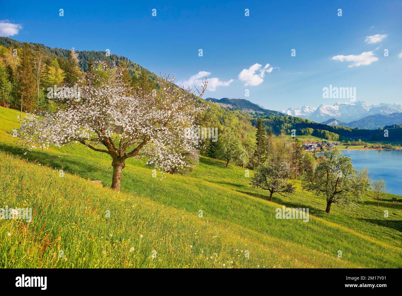 Blossoming cherry tree, in the background Lake Aegeri and the Central ...