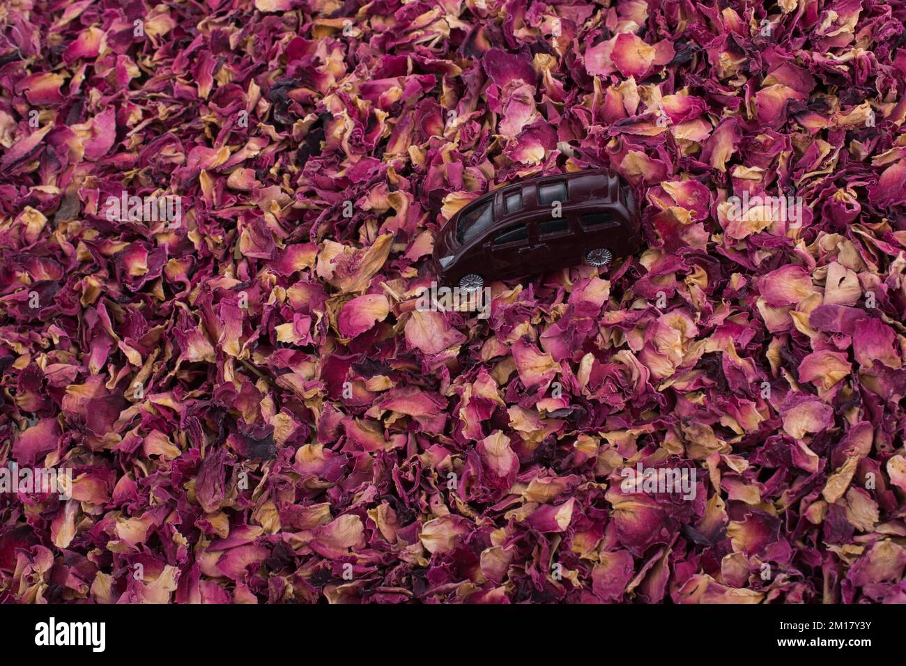Toy car placed on a background of dried rose petals Stock Photo - Alamy