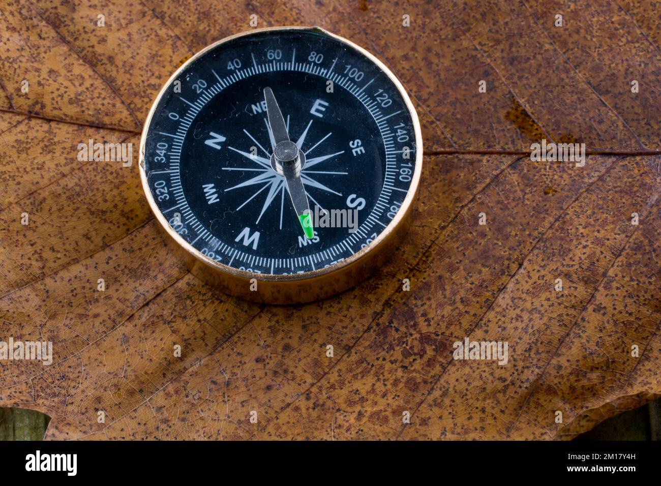 Compass an instrument for determining directions placed on dry leaf ...