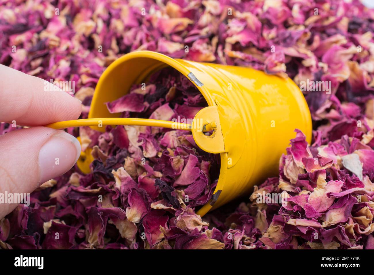 Little bucket on a background of dried rose petals Stock Photo - Alamy