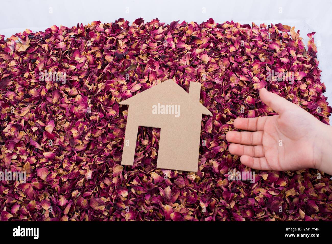 Miniature rose house plant hi-res stock photography and images - Alamy