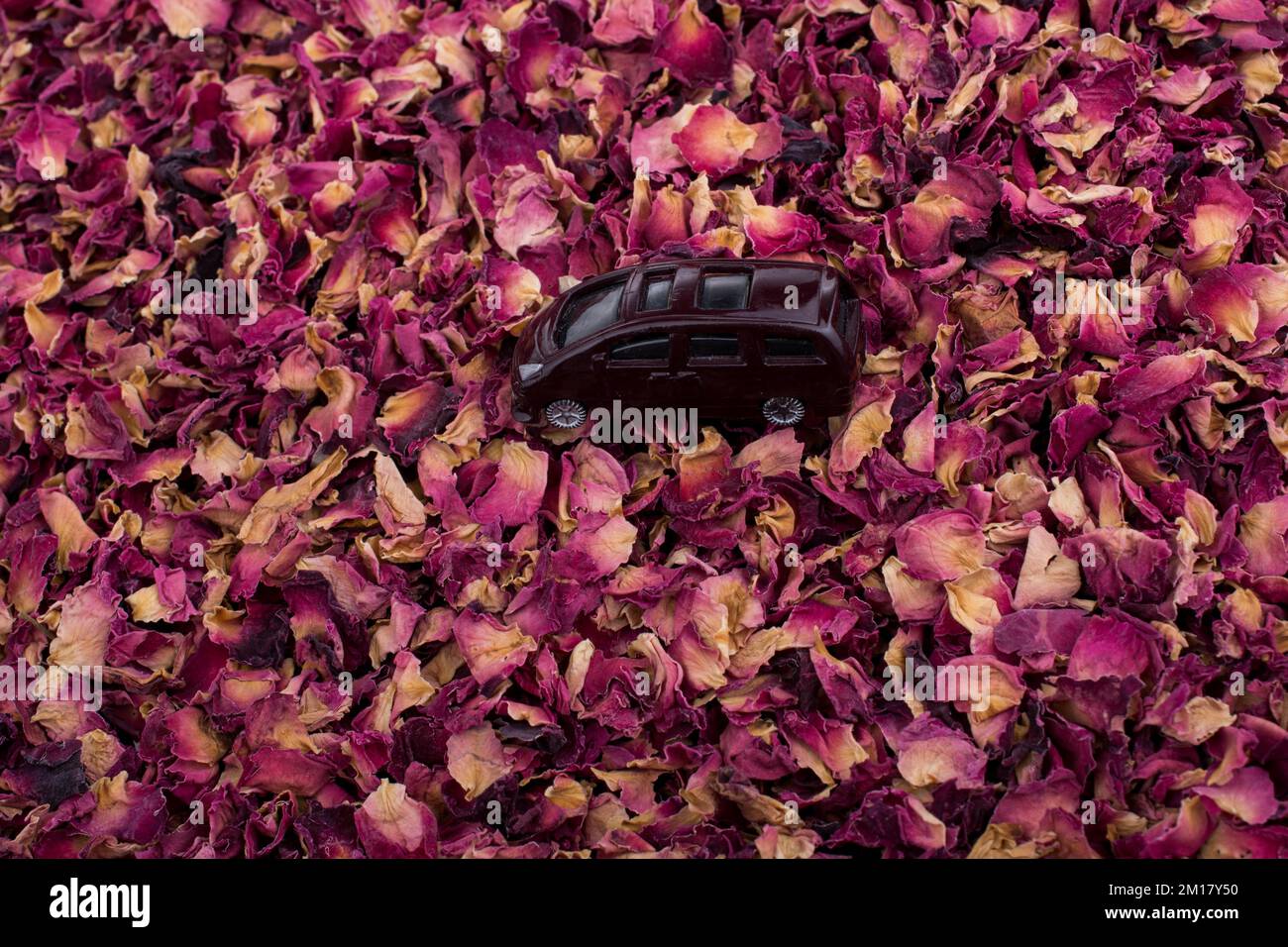 Toy car placed on a background of dried rose petals Stock Photo - Alamy