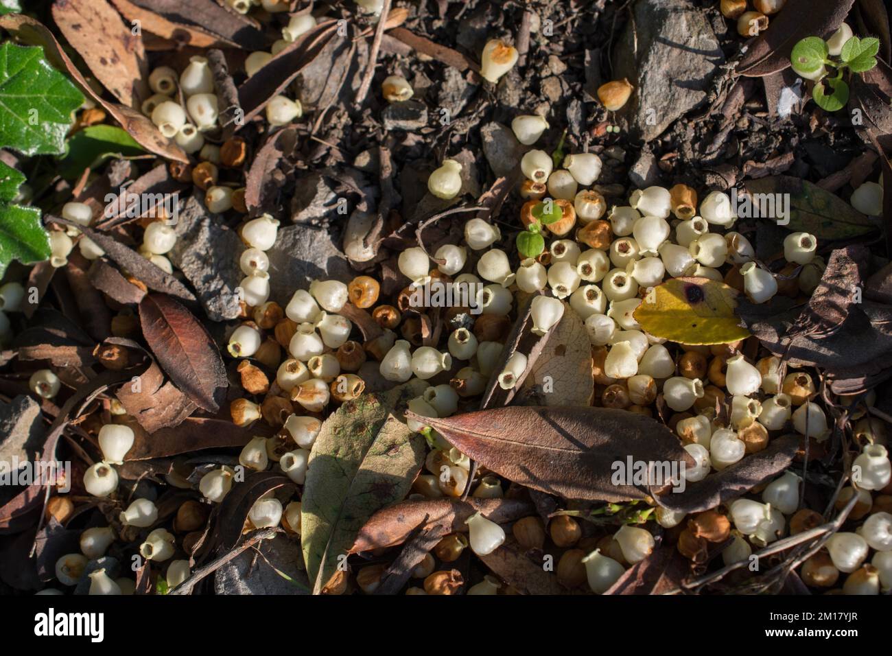 Texture background of autumn season with leaves wild fruit Stock Photo ...