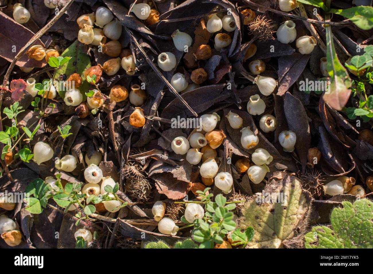Texture background of autumn season with leaves wild fruit Stock Photo ...