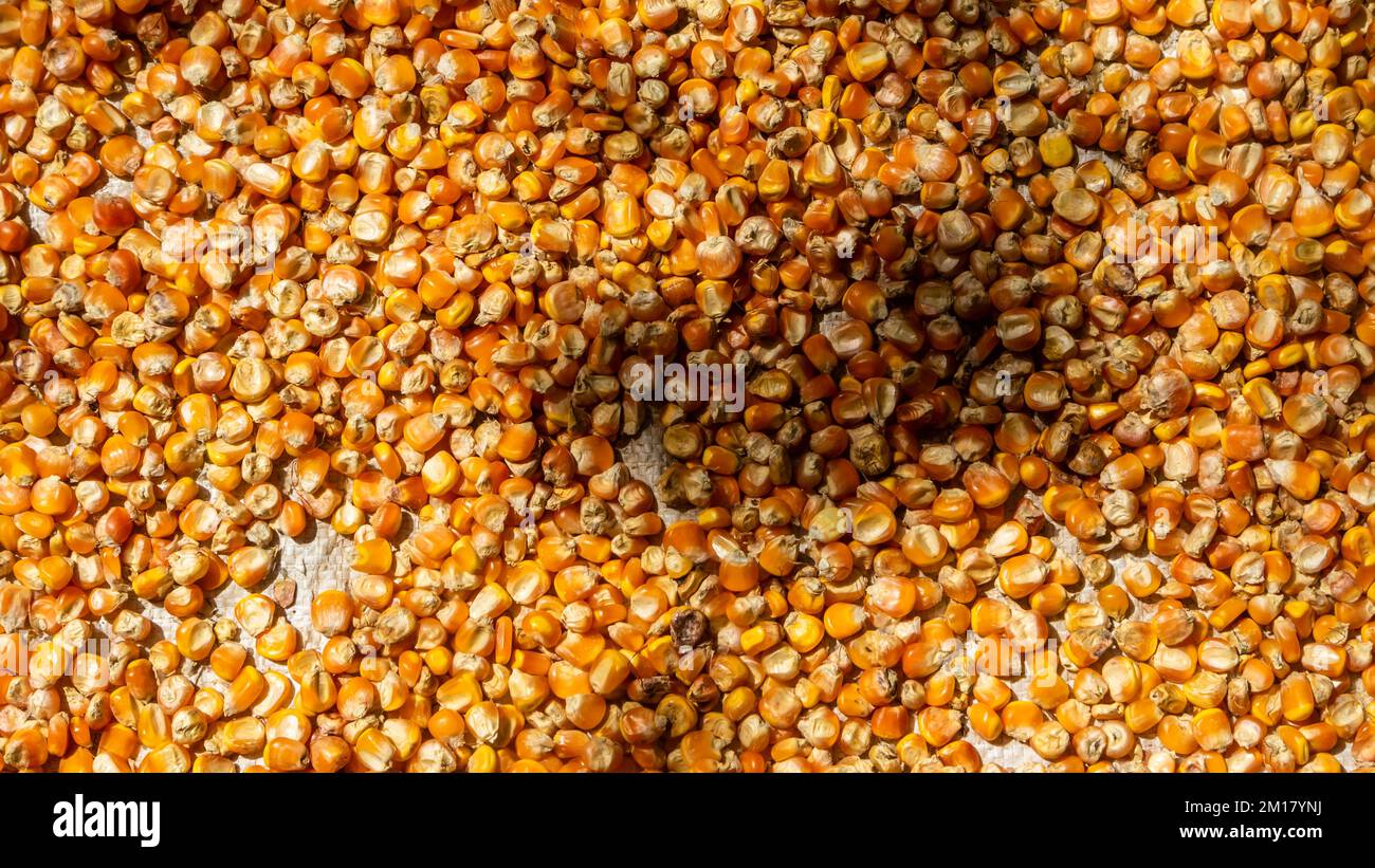 pile of corn kernels as background Stock Photo - Alamy