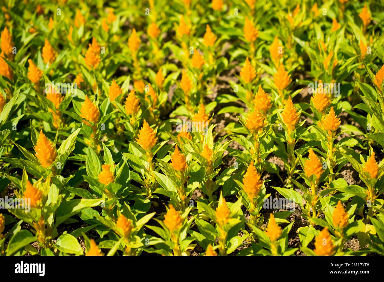 Beautiful fresh flowers in nature background Stock Photo - Alamy