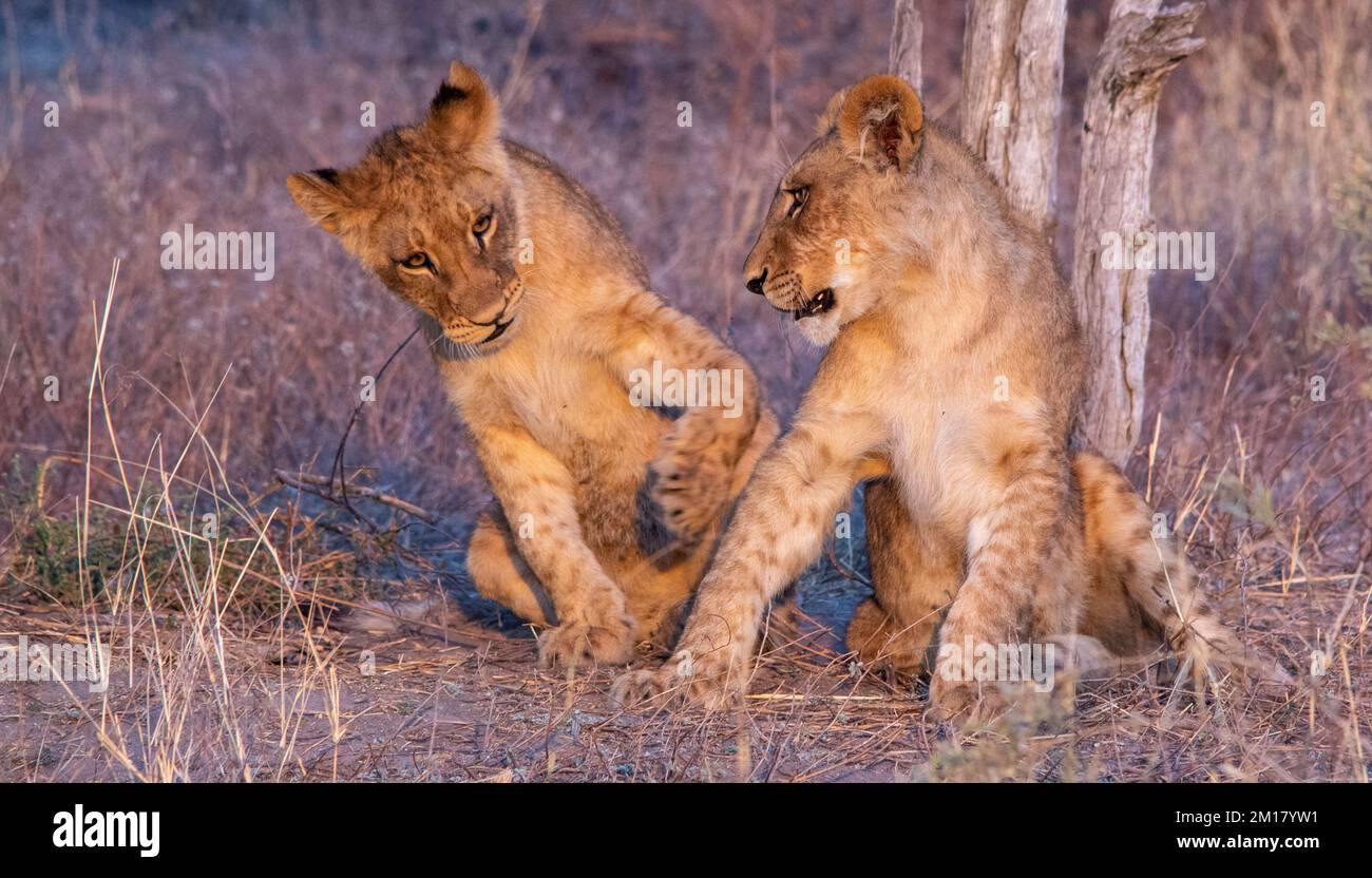 Two young lions interacting on the African savannah Stock Photo - Alamy