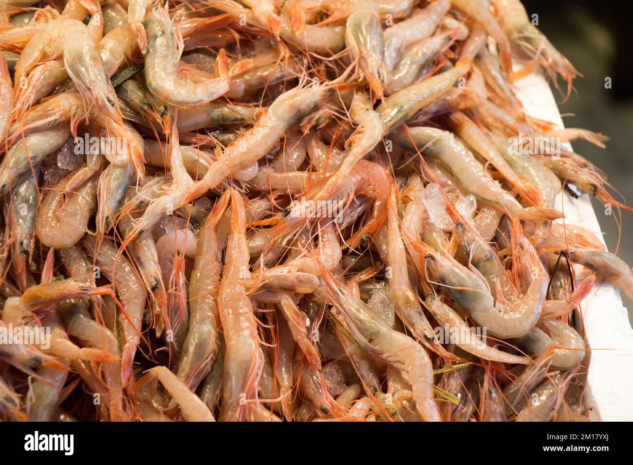 Raw shrimp with head, fresh and ready to cook Stock Photo - Alamy