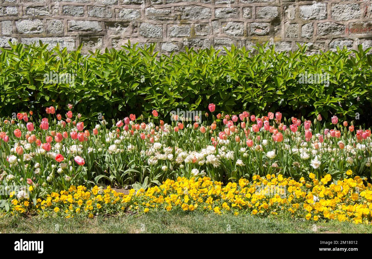 Blooming colorful tulip flowers in garden as floral background Stock ...