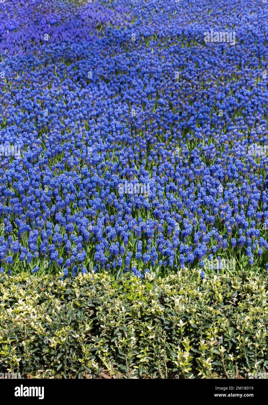 Blooming flowers make a floral background texture Stock Photo - Alamy