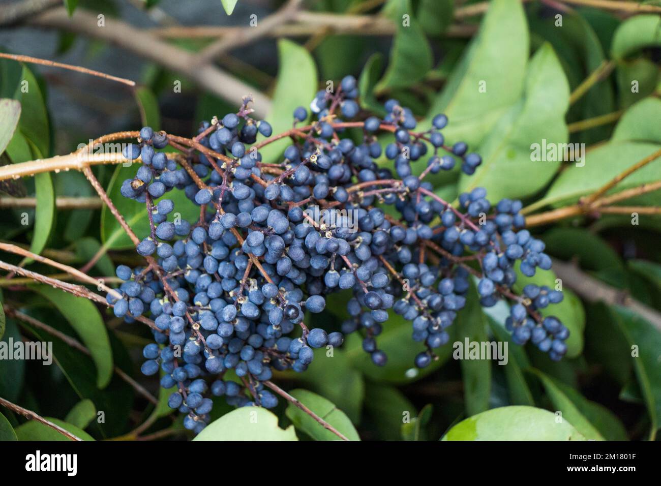Food found in nature hi-res stock photography and images - Alamy