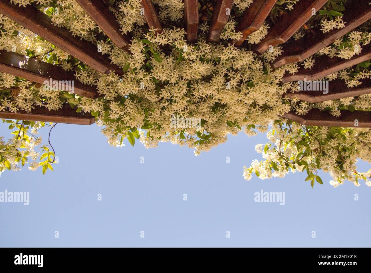 Beautiful colorful natural spring flowers in view Stock Photo - Alamy