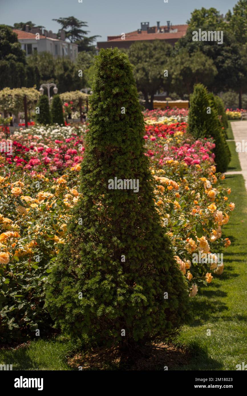 Blooming beautiful colorful roses in the garden background Stock Photo ...