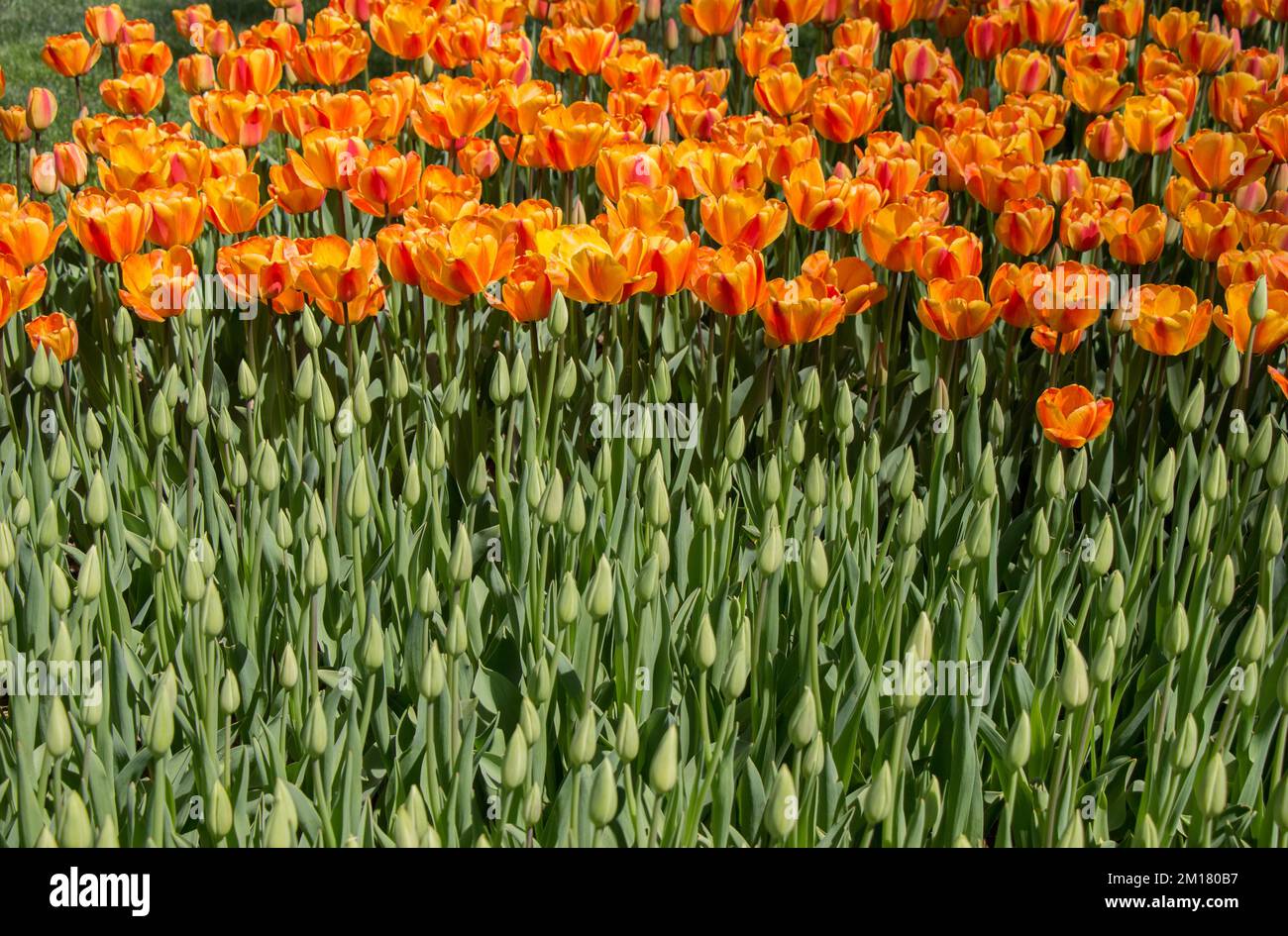 Tulip Flowers Blooming in Spring Season Stock Photo - Alamy