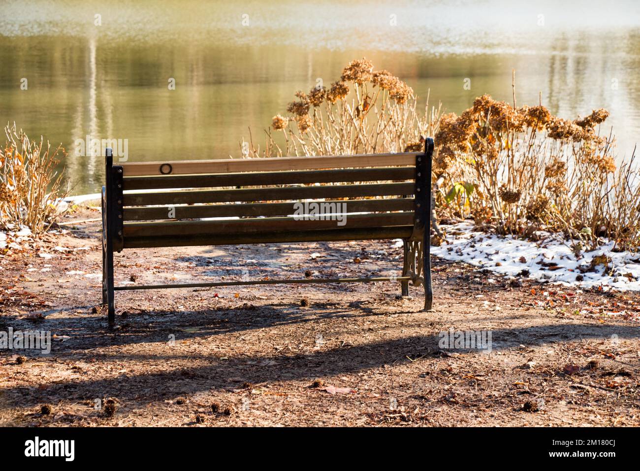 Beautiful colorful roses in a rose garden Stock Photo - Alamy