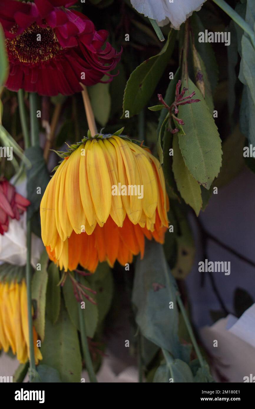 Beautiful colorful natural spring flowers in macro view Stock Photo - Alamy