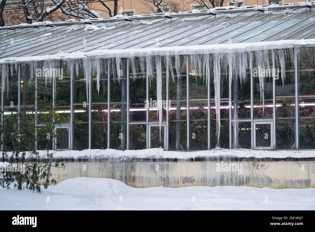 Frozen icicles hanging from roof on glasshouse. Snow melting during early spring and snowbreak ...