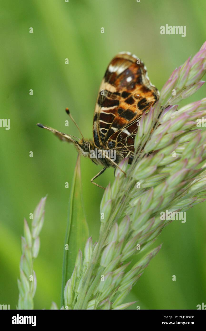 Upward angle natural closeup on the colorful orange spring version of ...