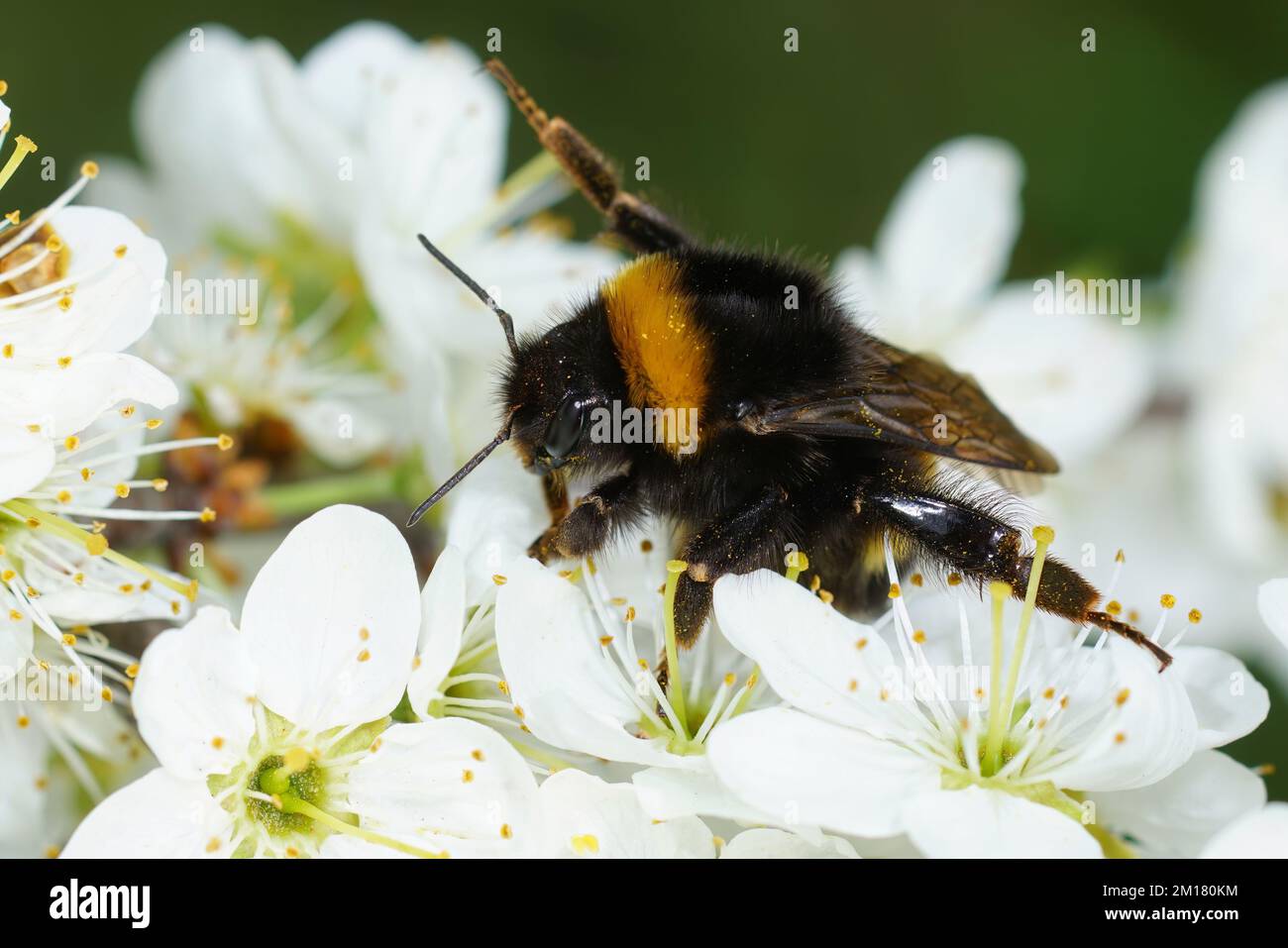 Natural closeup on a queen large earth bumblebee, Bombus terrestris on ...