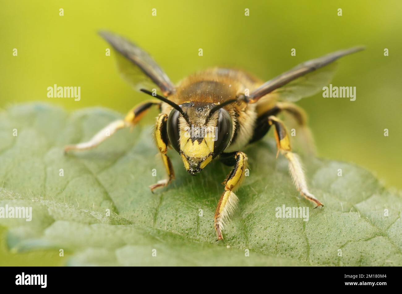 Natural closeup on the colorful yellow striped European woolcarder ...