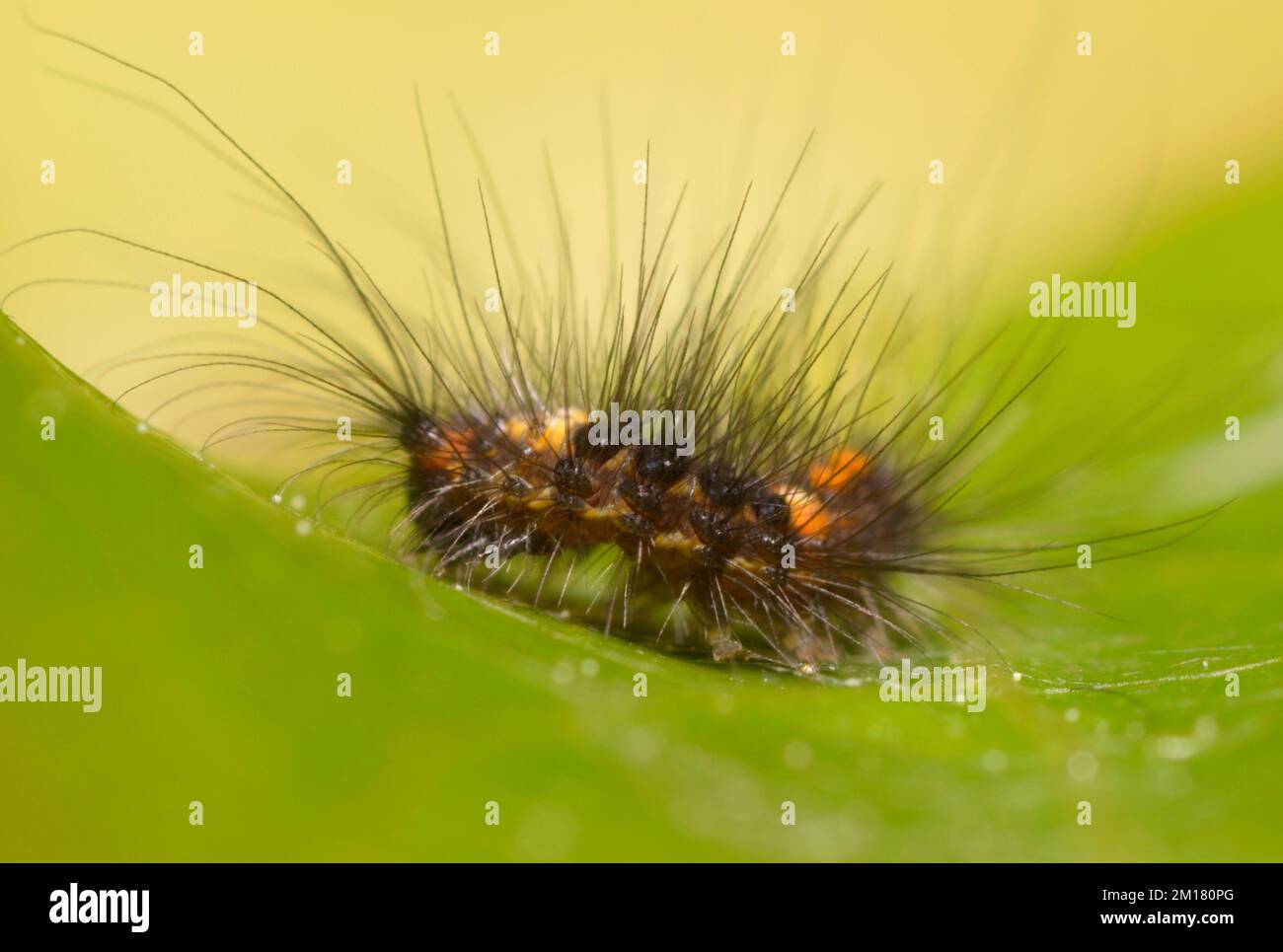 Hairy caterpillar crawling hi-res stock photography and images - Alamy