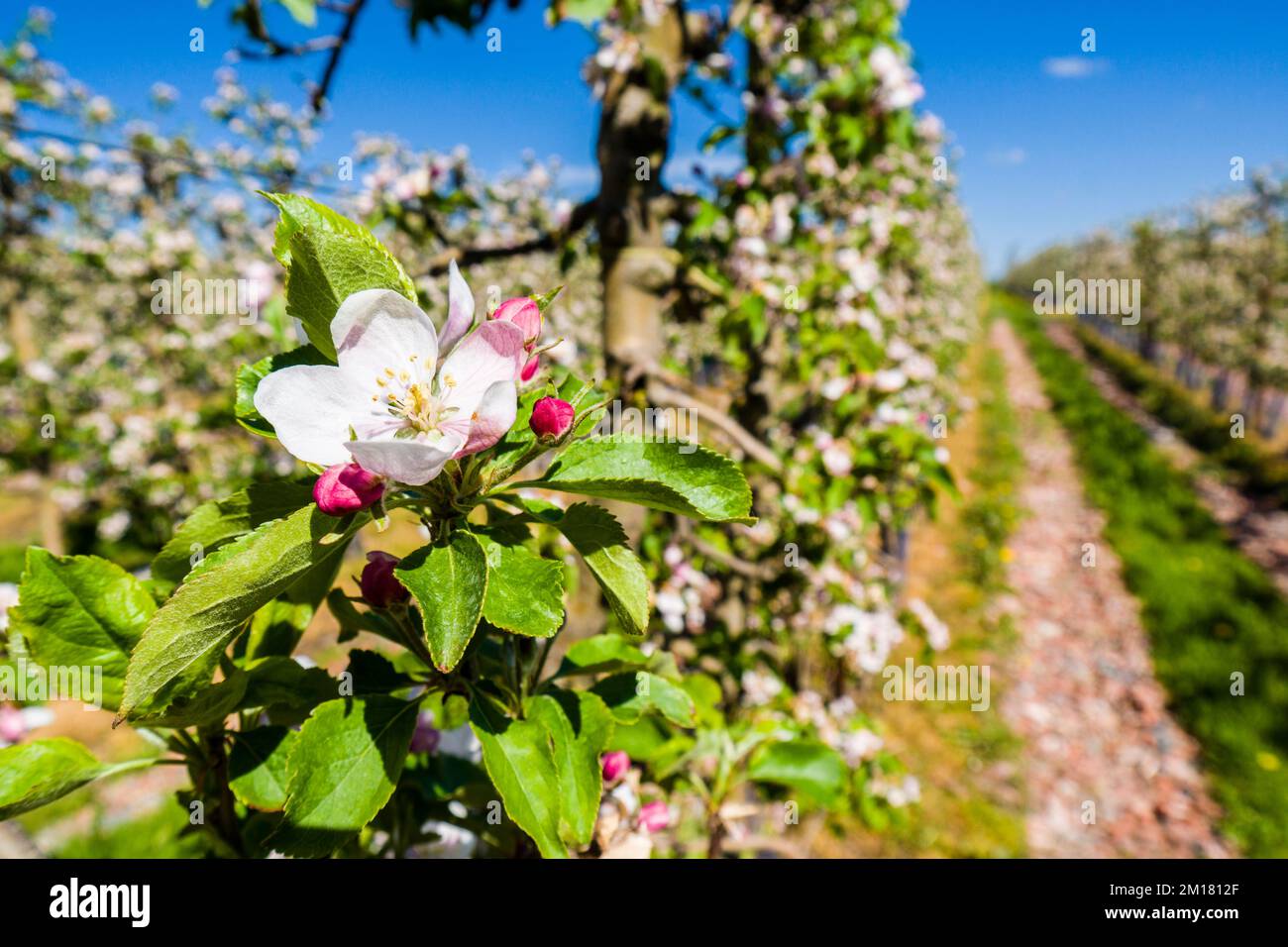 Rows of blooming apple trees in a plantation Stock Photo - Alamy