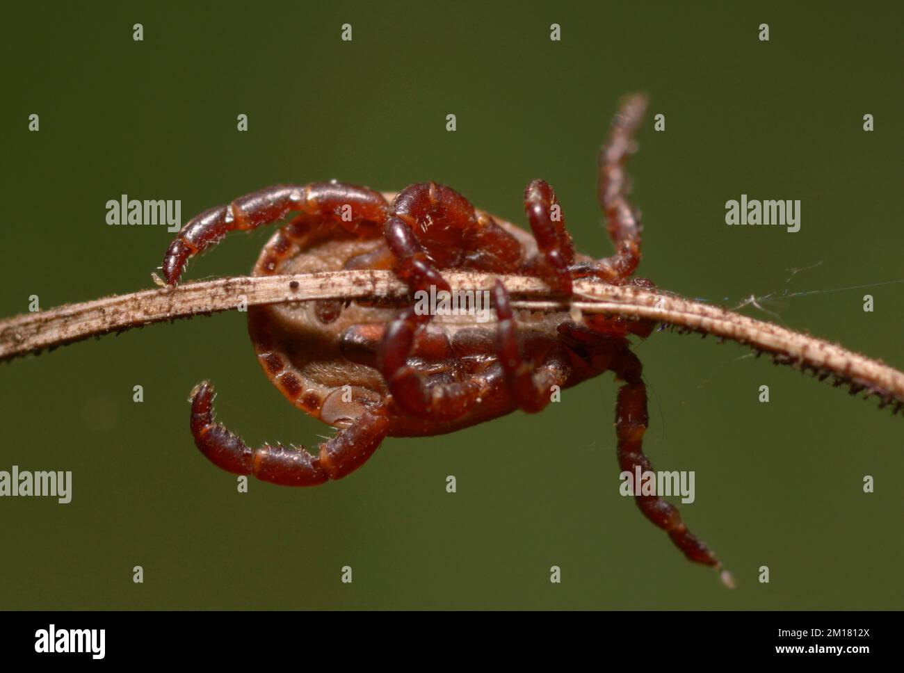 tick ixodes crawling on a dry plant stem Stock Photo - Alamy