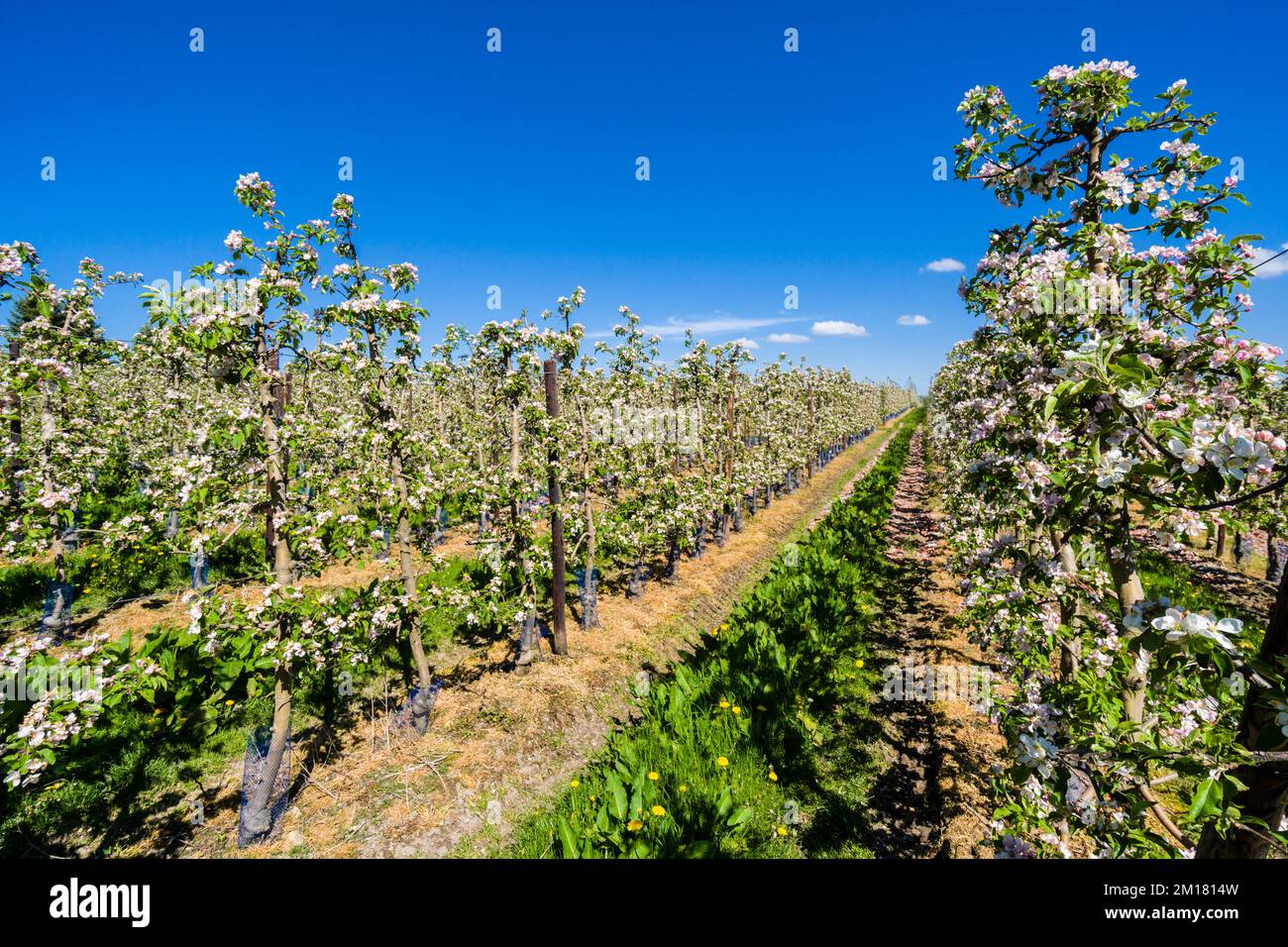 Rows of blooming apple trees in a plantation Stock Photo - Alamy