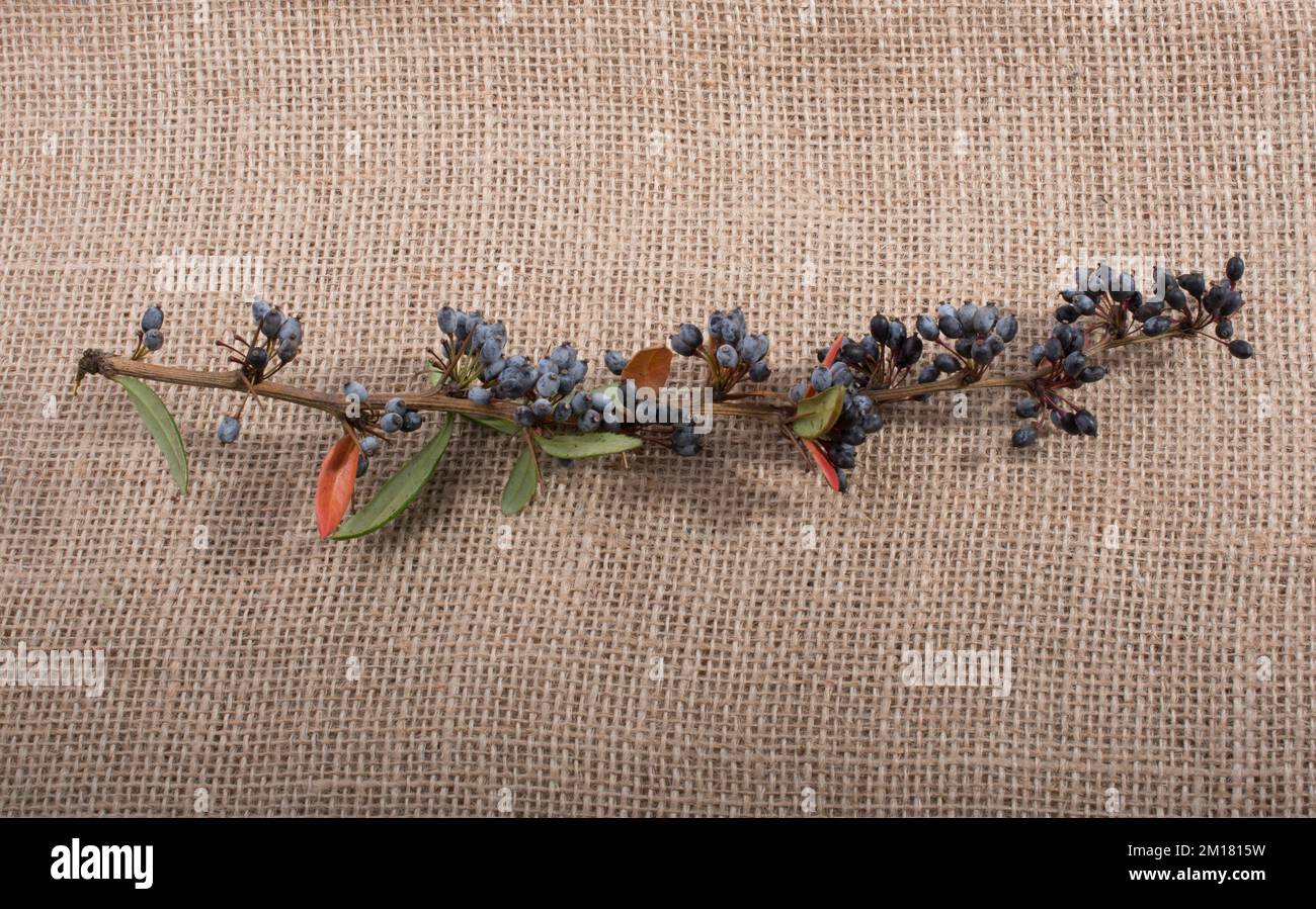 Wild fruits on a textured background in the view Stock Photo - Alamy