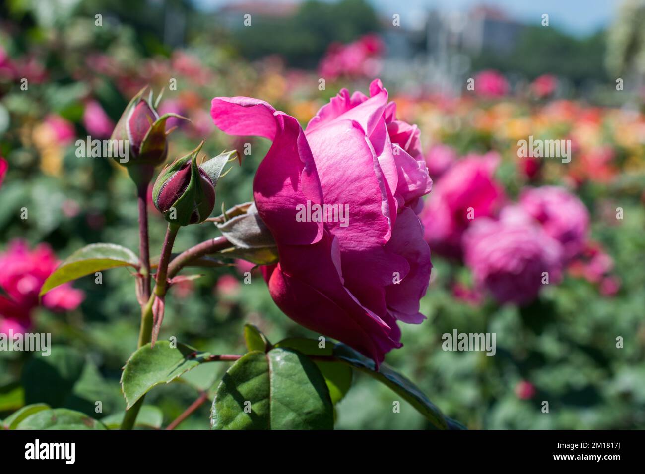 Beautiful colorful Rose Flower on garden background Stock Photo - Alamy