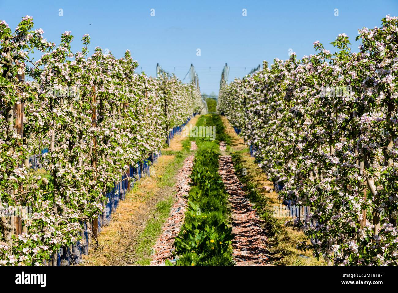 Rows of blooming apple trees in a plantation Stock Photo - Alamy