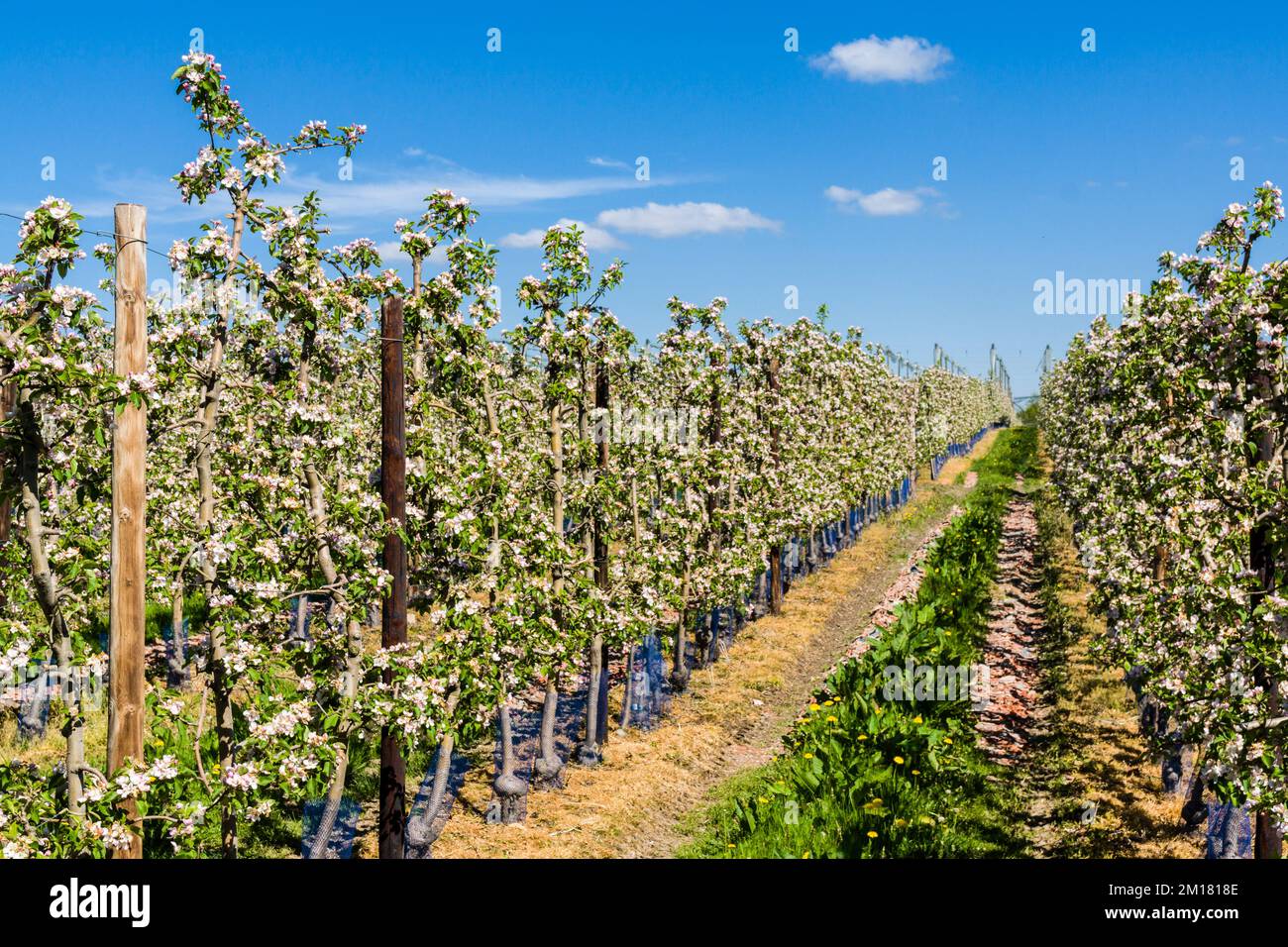 Rows of blooming apple trees in a plantation Stock Photo - Alamy