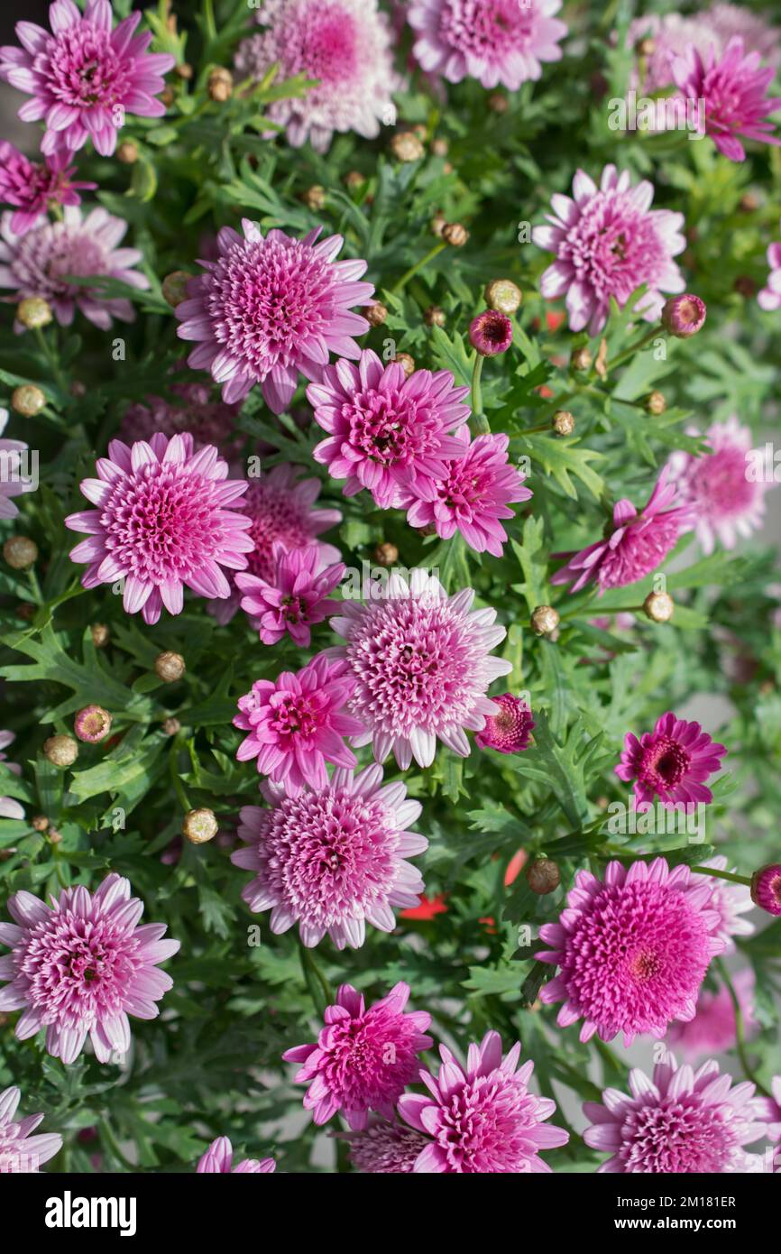 Blooming flowers make a floral background texture Stock Photo - Alamy