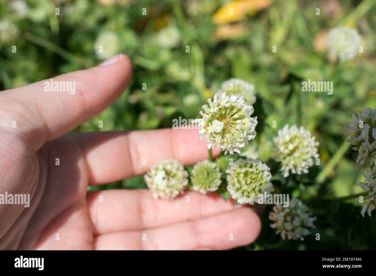 Colorful wild spring flowers in hand in nature Stock Photo - Alamy
