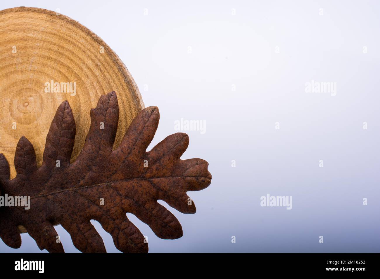 Beautiful dry autumn leaf placed on a piece of wood on a white ...