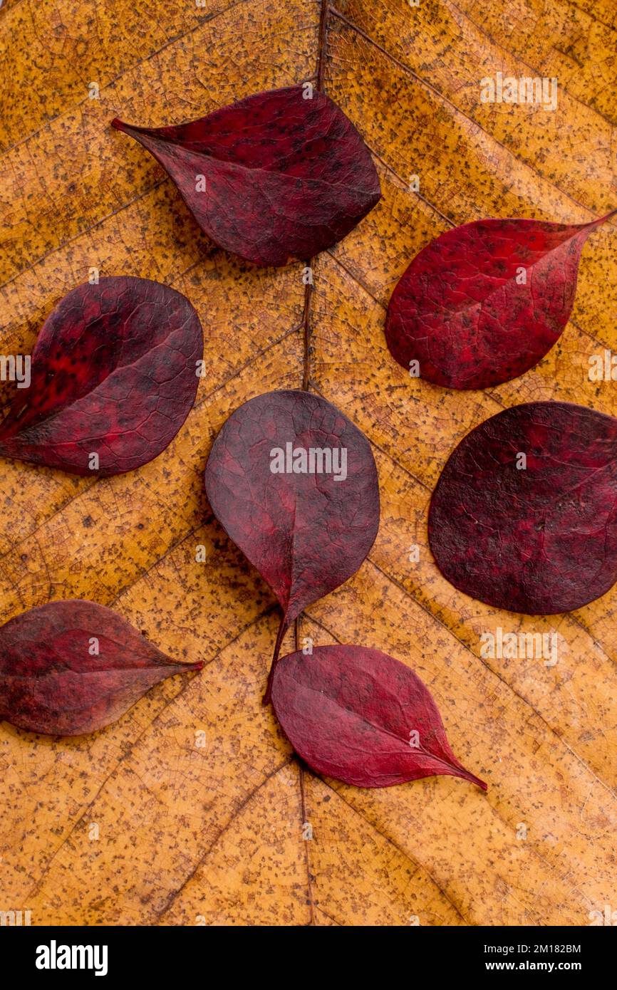 Beautiful dry autumn leaves placed on a white background Stock Photo ...