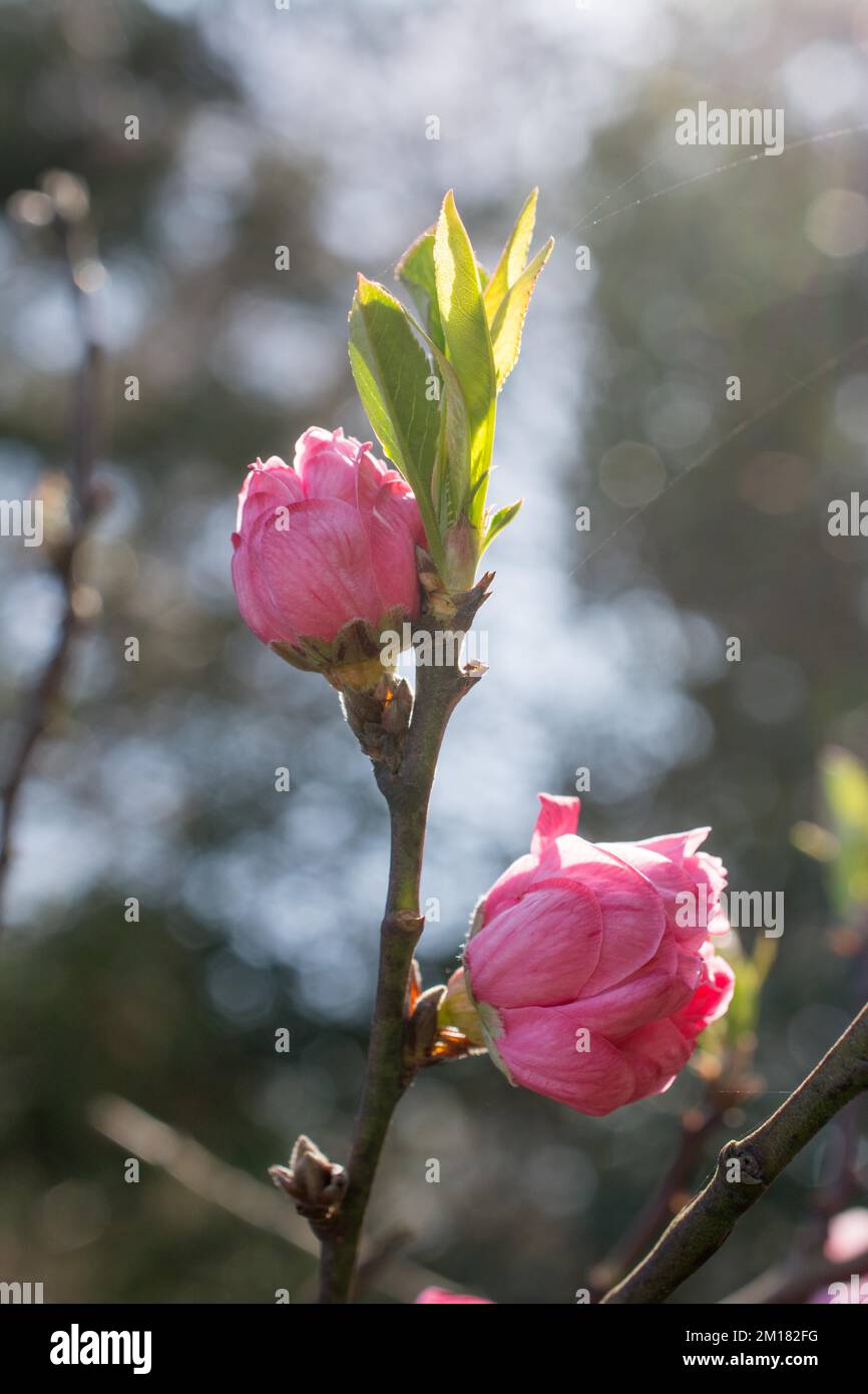 Tree bloom blossom beautiful flowers in spring season Stock Photo - Alamy