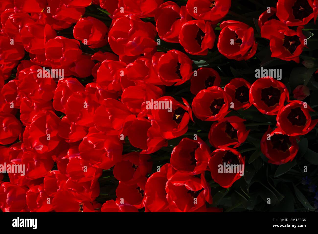 Red color tulip flowers bloom in the garden Stock Photo - Alamy