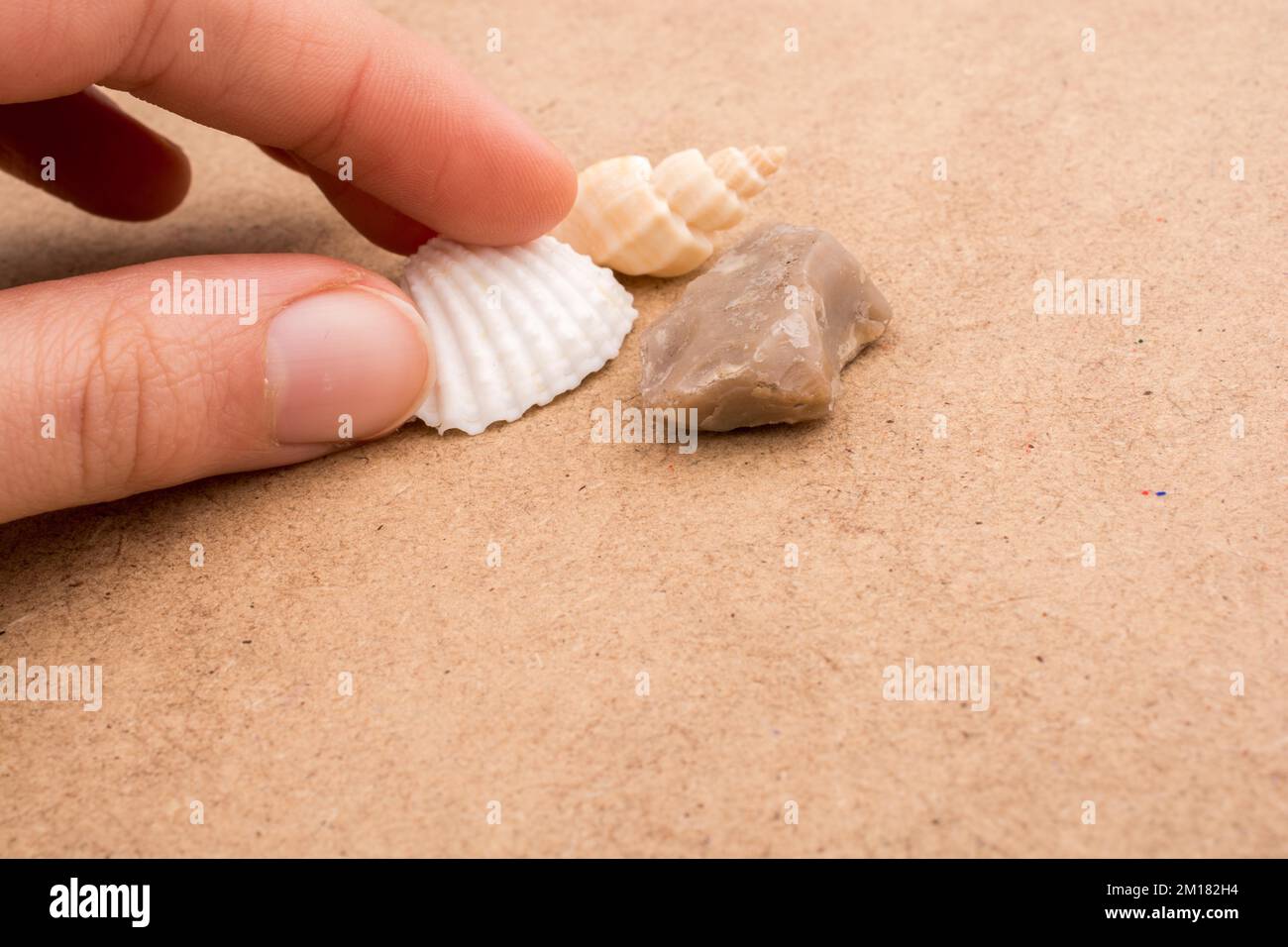 Hand holding various type of seashells in hand Stock Photo - Alamy