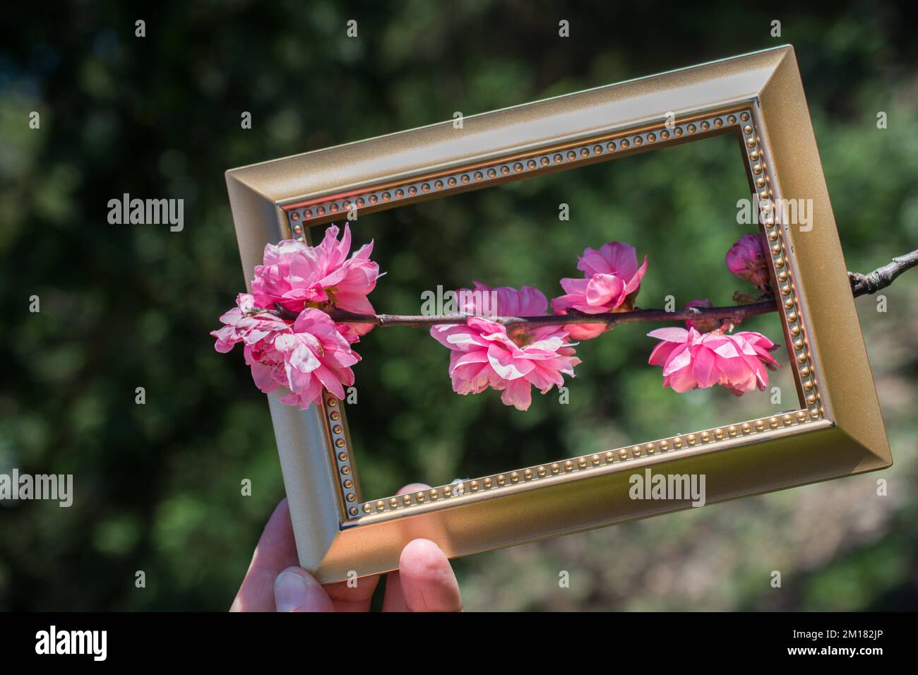 Tree bloom blossom beautiful flowers in wooden frame Stock Photo - Alamy
